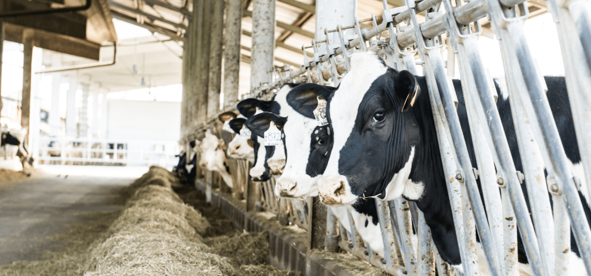 “Koeien selecteren om uitstoot van veestapel te beperken” | Alles Over ...